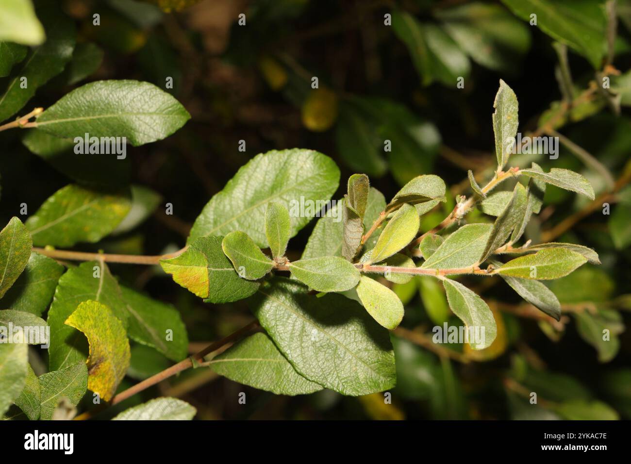 Rusty Willow (Salix atrocinerea Stock Photo - Alamy