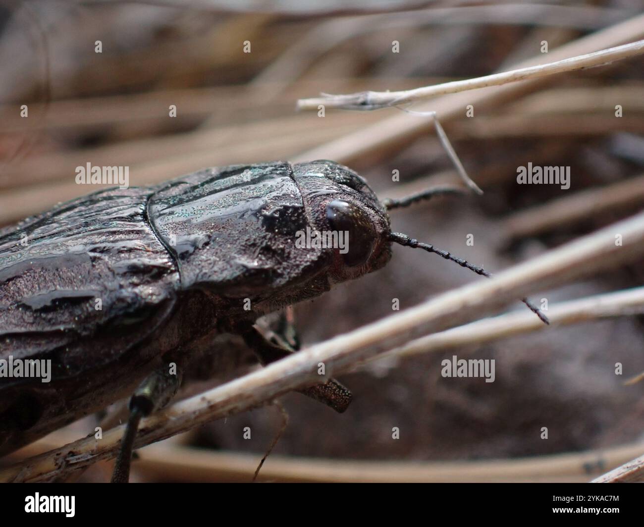Western Sculptured Pine Borer (Chalcophora angulicollis Stock Photo - Alamy