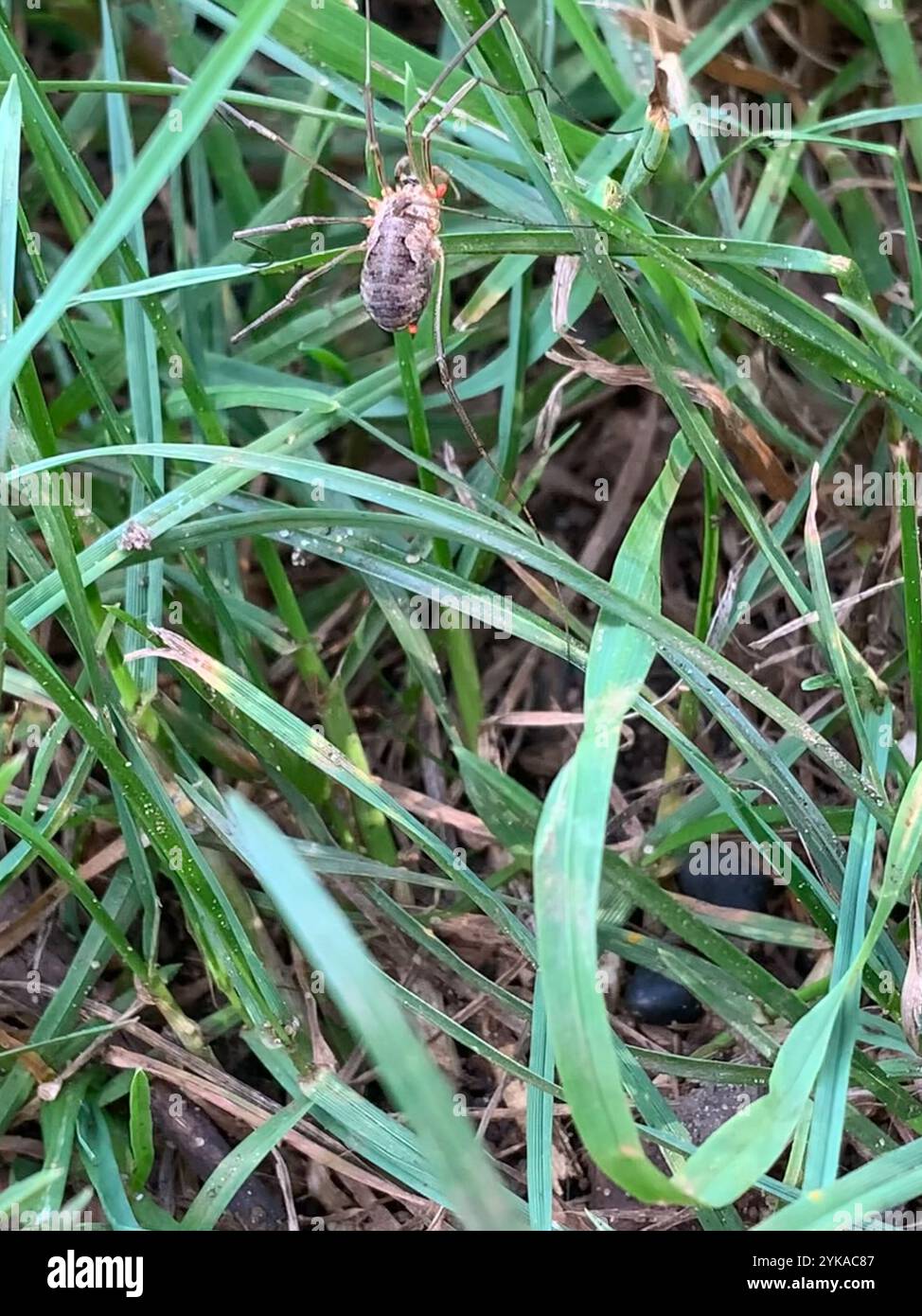 European Harvestman (Phalangium opilio Stock Photo - Alamy
