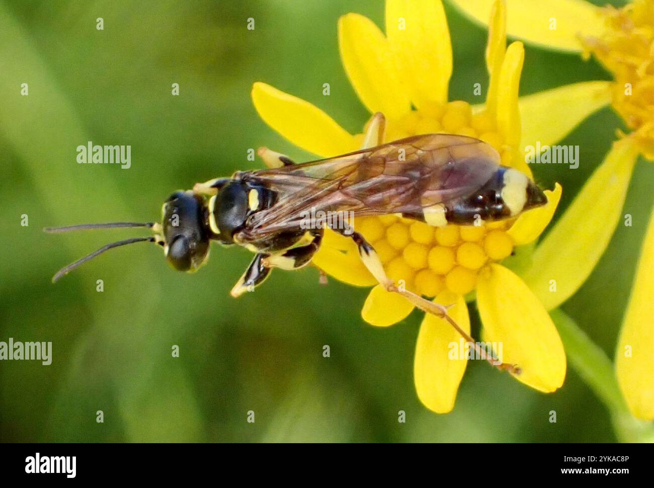 Field digger wasp (Mellinus arvensis Stock Photo - Alamy