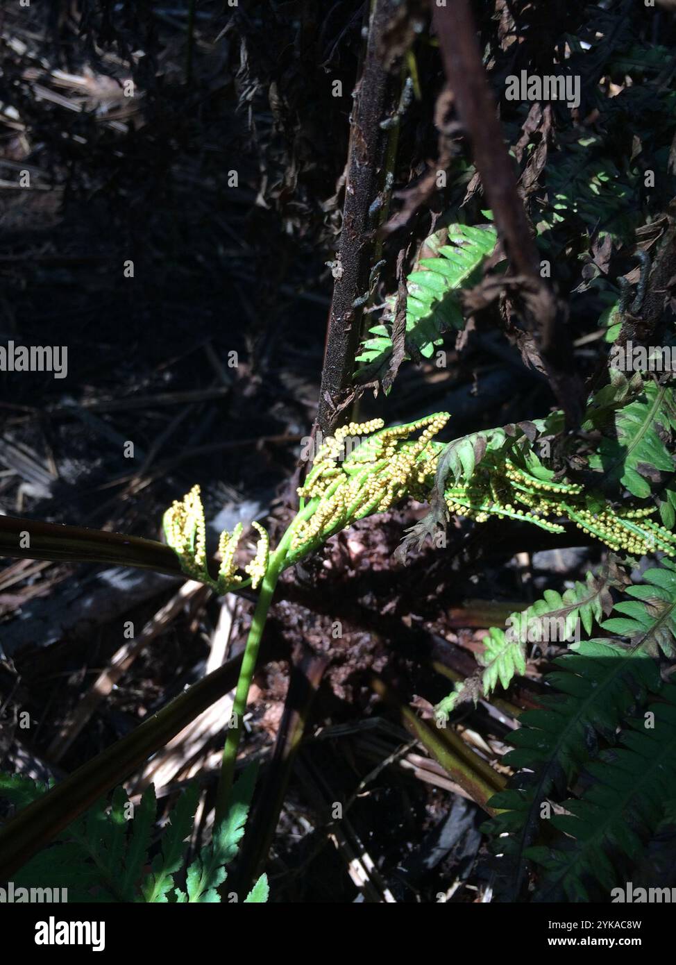 Cutleaf Grapefern (Sceptridium dissectum Stock Photo - Alamy