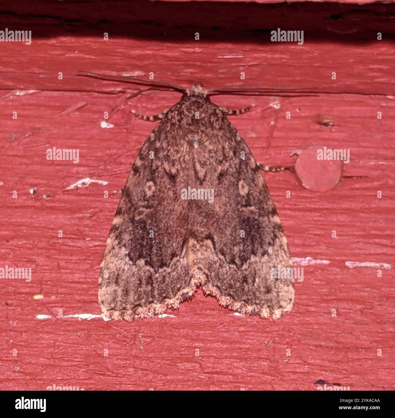 American Copper Underwing (Amphipyra pyramidoides Stock Photo - Alamy