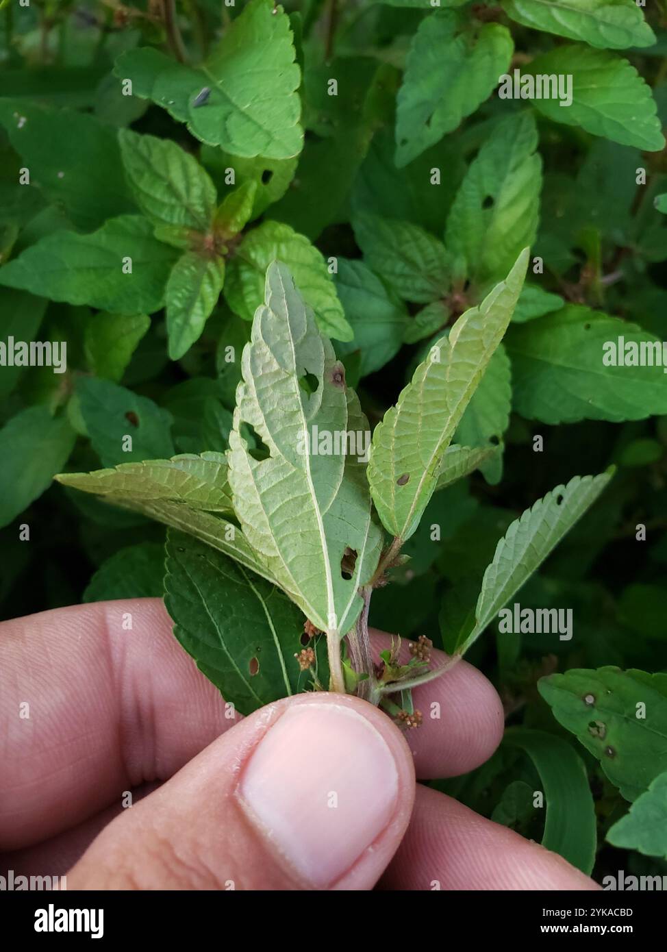three-seeded mercuries (Acalypha Stock Photo - Alamy
