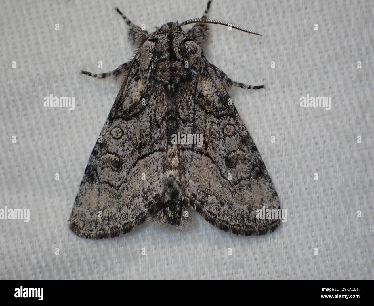 Brother Moth (Raphia frater Stock Photo - Alamy
