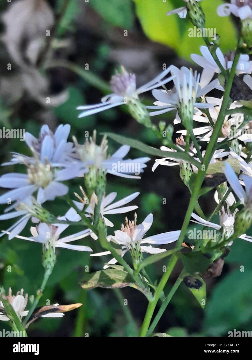 Common Blue Wood Aster (Symphyotrichum cordifolium Stock Photo - Alamy