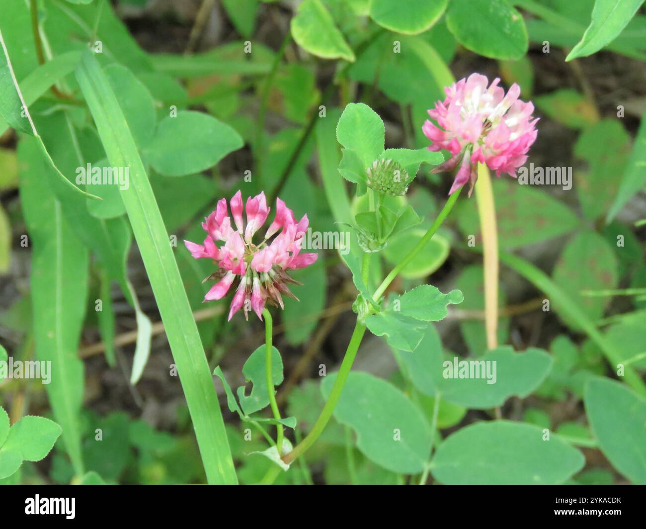 Alsike clover (Trifolium hybridum Stock Photo - Alamy