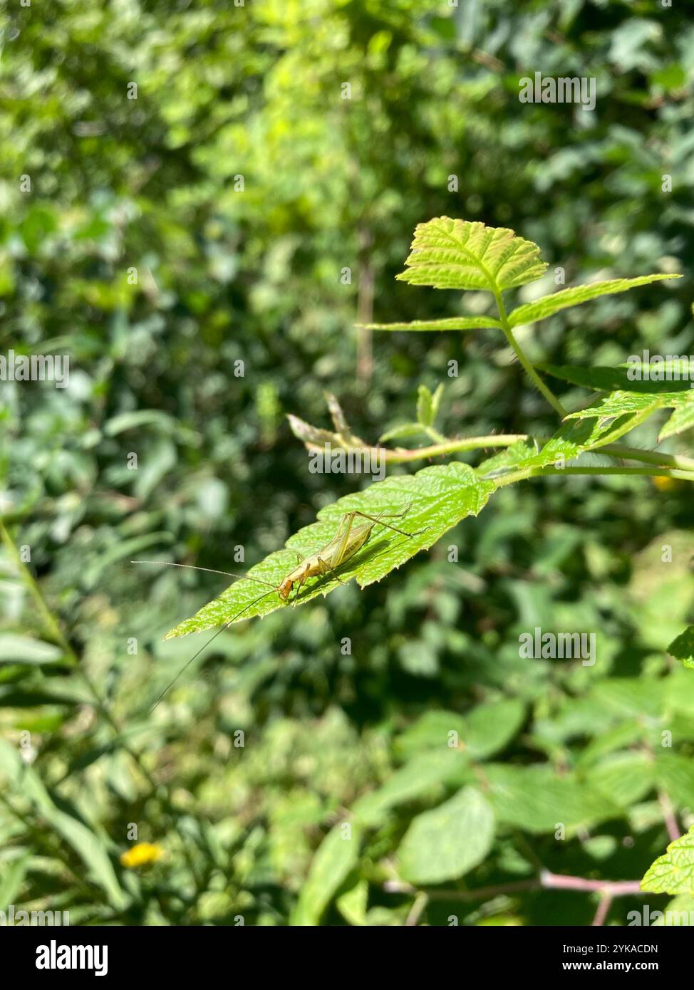 Black-horned Tree Cricket (Oecanthus nigricornis Stock Photo - Alamy