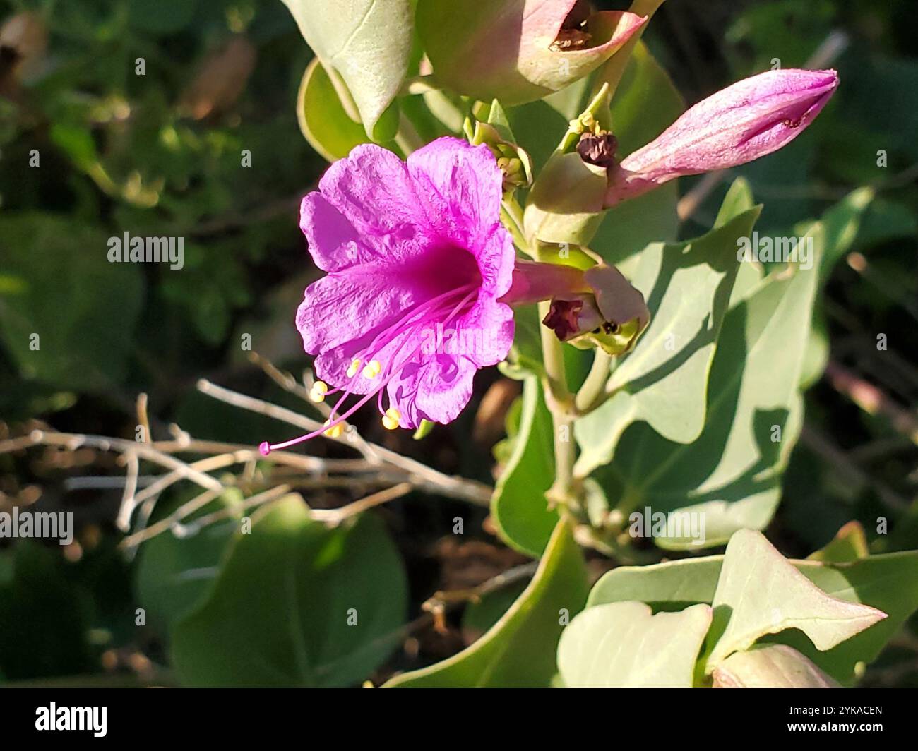 Colorado Four o'Clock (Mirabilis multiflora Stock Photo - Alamy