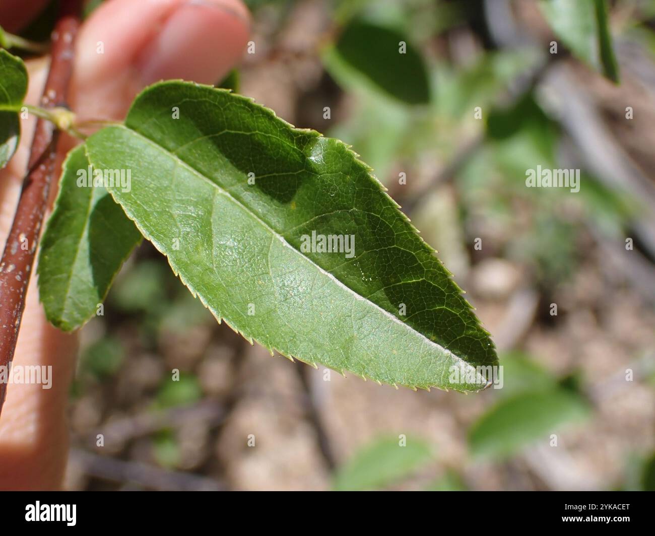 chokecherry (Prunus virginiana Stock Photo - Alamy