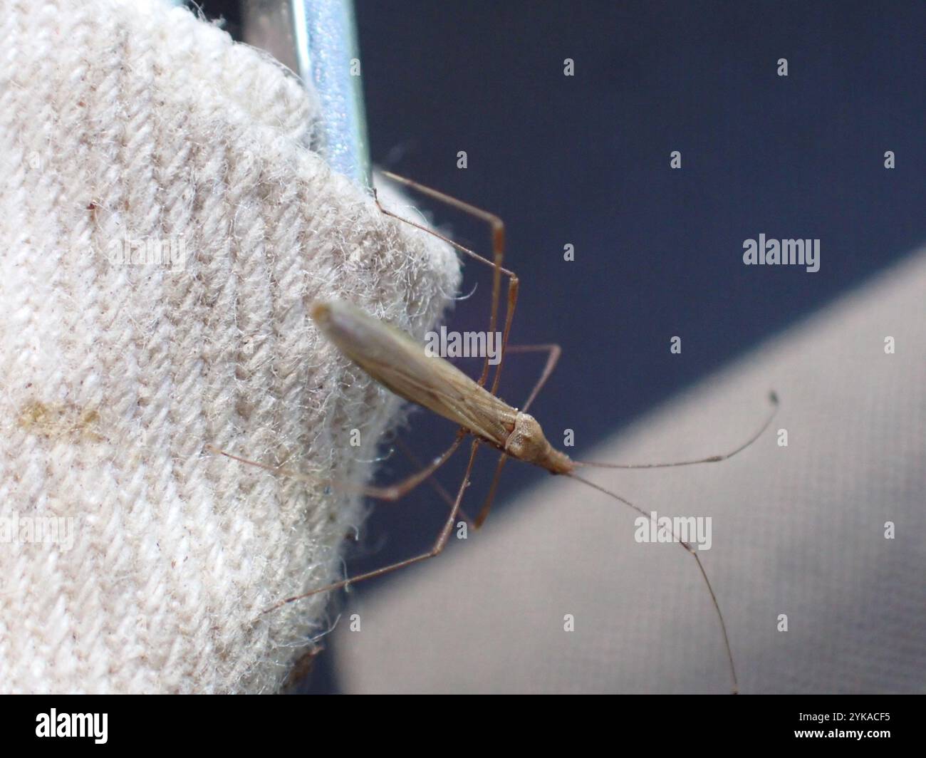 Stilt Bugs (Berytidae Stock Photo - Alamy