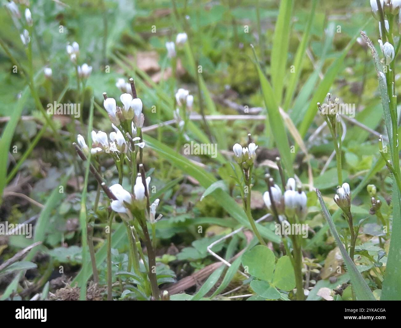 hairy bittercress (Cardamine hirsuta Stock Photo - Alamy