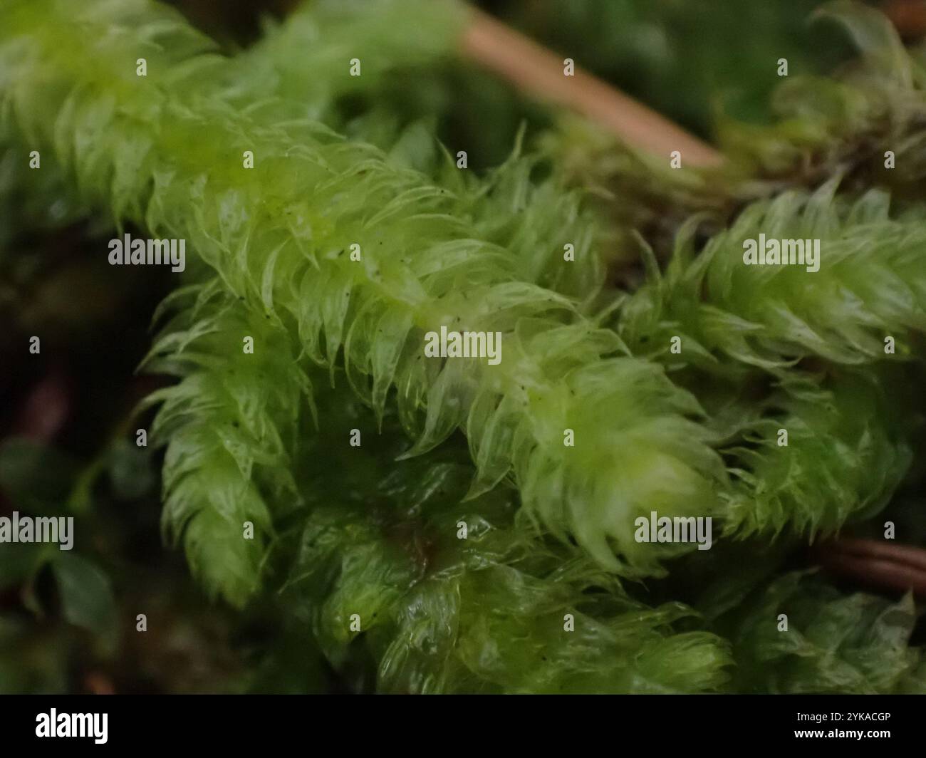 Pipecleaner Moss (Rhytidiopsis robusta Stock Photo - Alamy