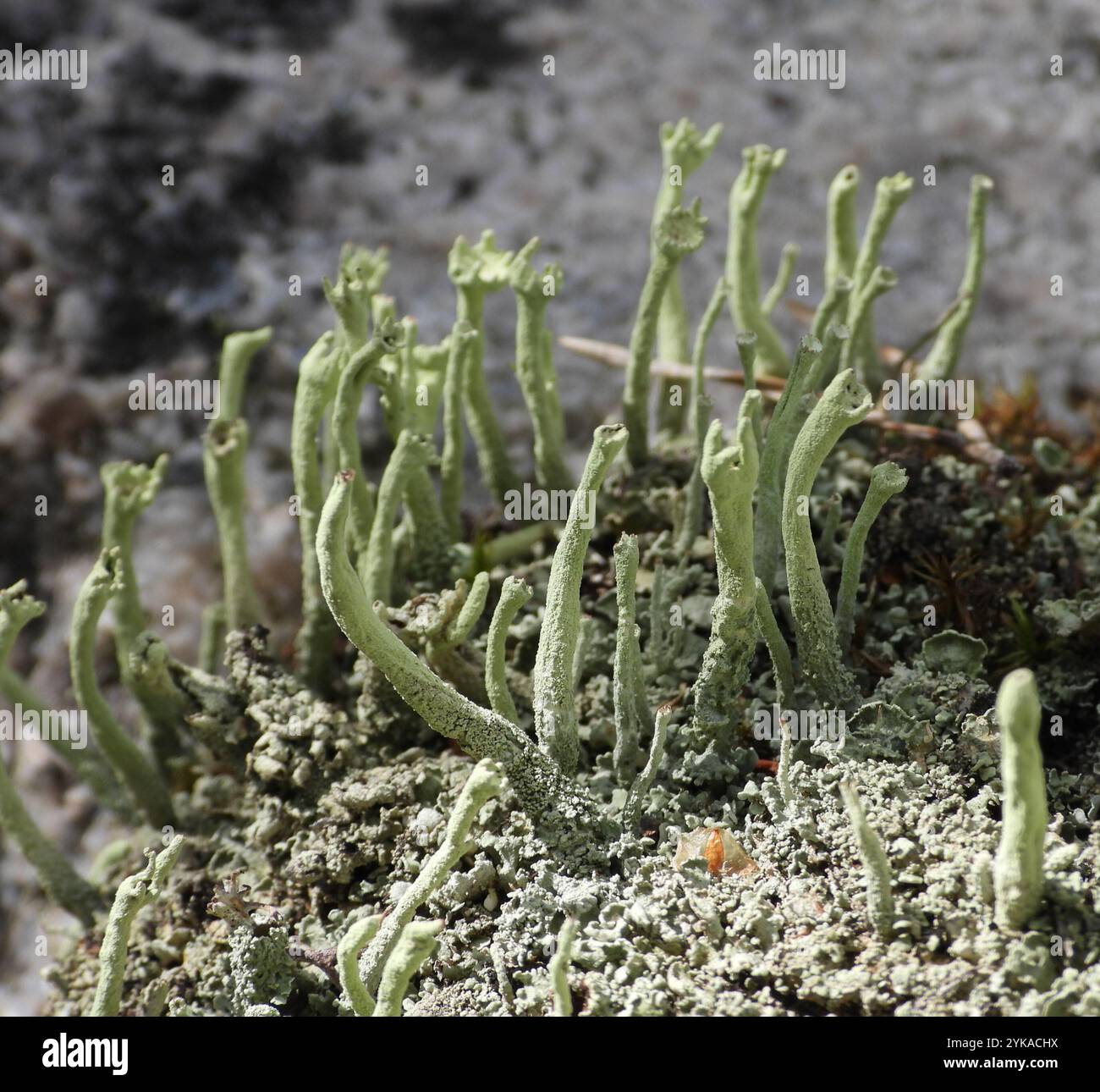 Greater Sulphur-cup Lichen (Cladonia sulphurina Stock Photo - Alamy