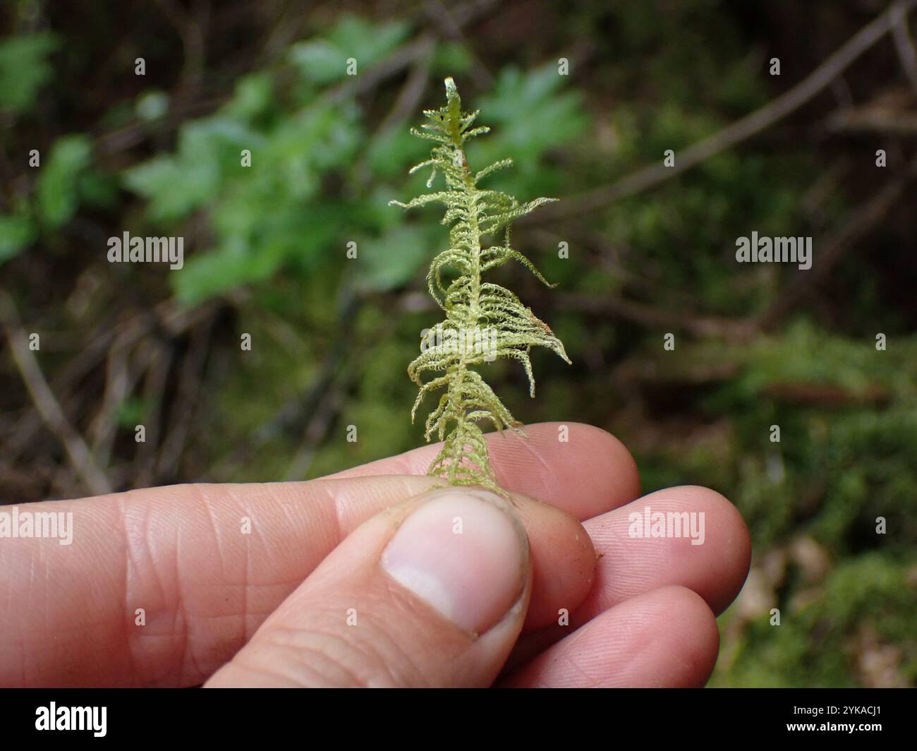 Ostrich-plume Moss (Ptilium crista-castrensis Stock Photo - Alamy