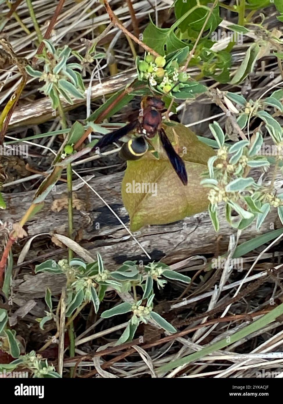 Water-walking wasp (Euodynerus crypticus Stock Photo - Alamy