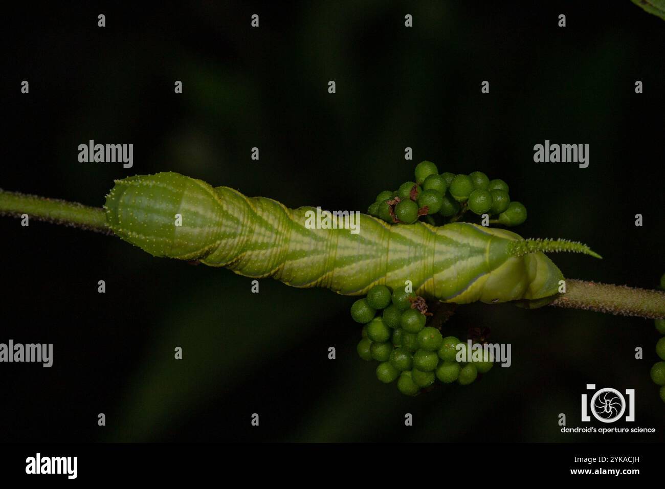 Rustic Sphinx (Manduca rustica Stock Photo - Alamy