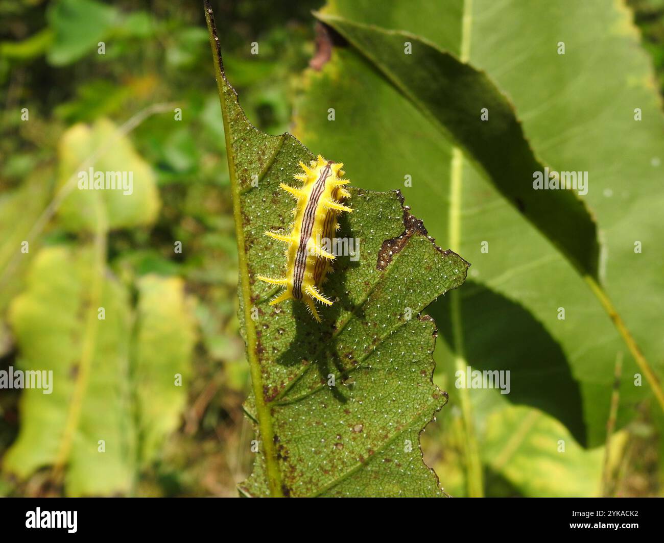 Stinging Rose Caterpillar Moth (Parasa indetermina Stock Photo - Alamy