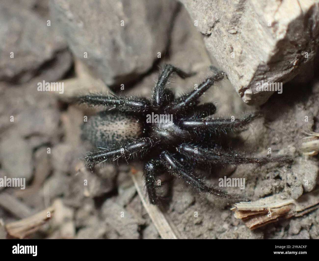 Stealthy Ground Spiders (Gnaphosidae Stock Photo - Alamy