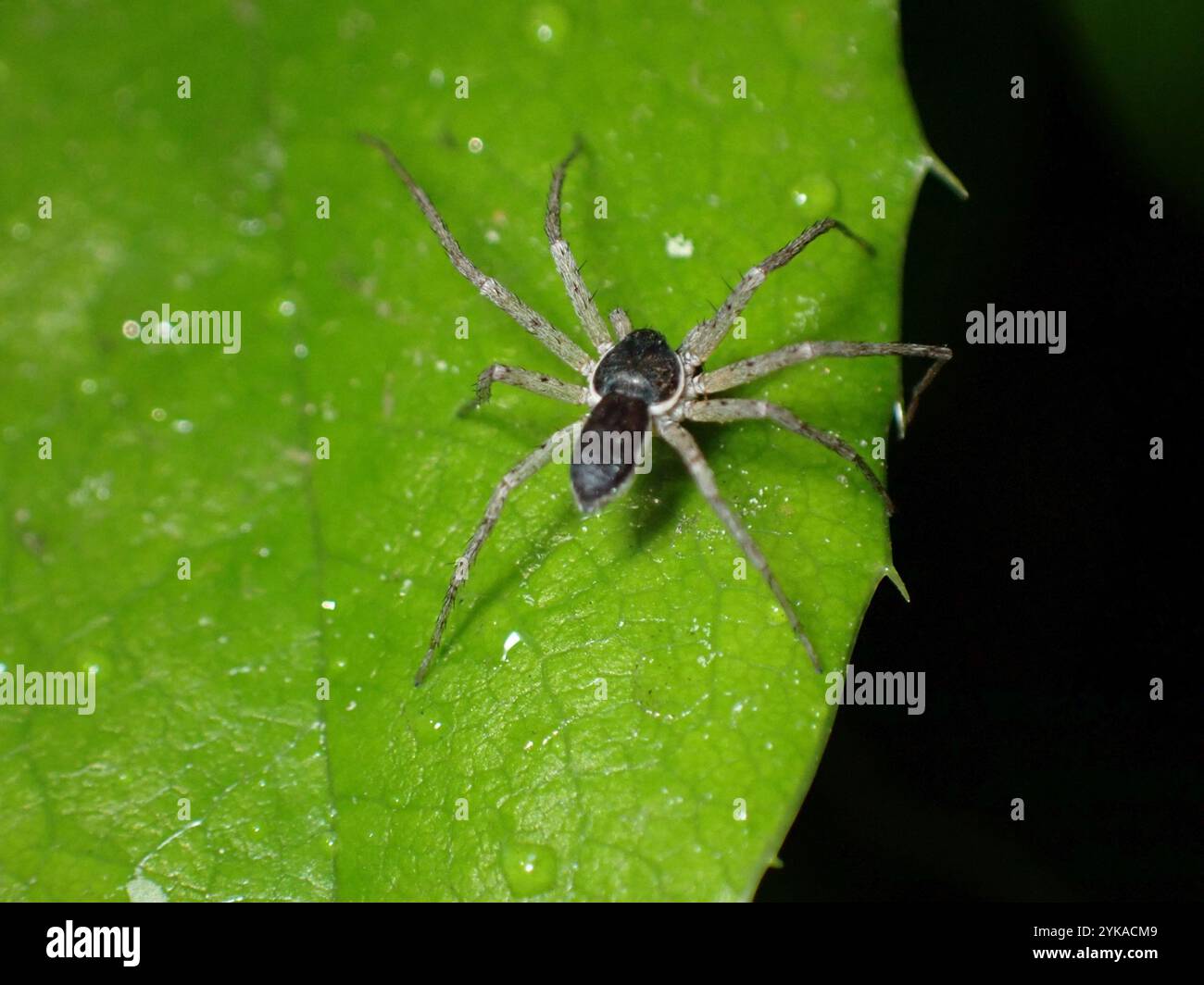 Eurasian Running Crab Spider (Philodromus dispar Stock Photo - Alamy