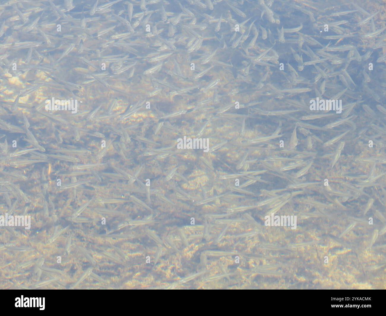 Ray-finned Fishes (Actinopterygii Stock Photo - Alamy