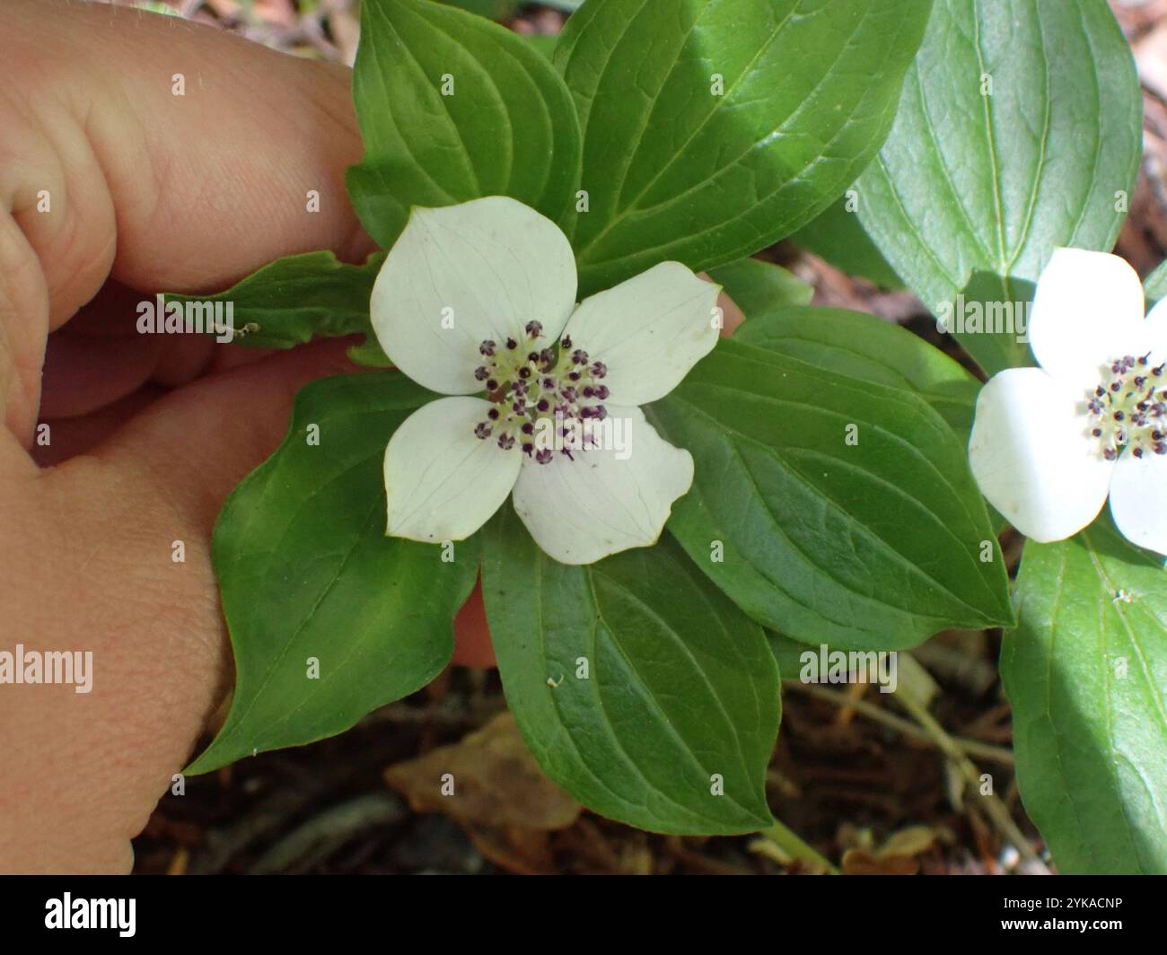Western Bunchberry (Cornus unalaschkensis Stock Photo - Alamy