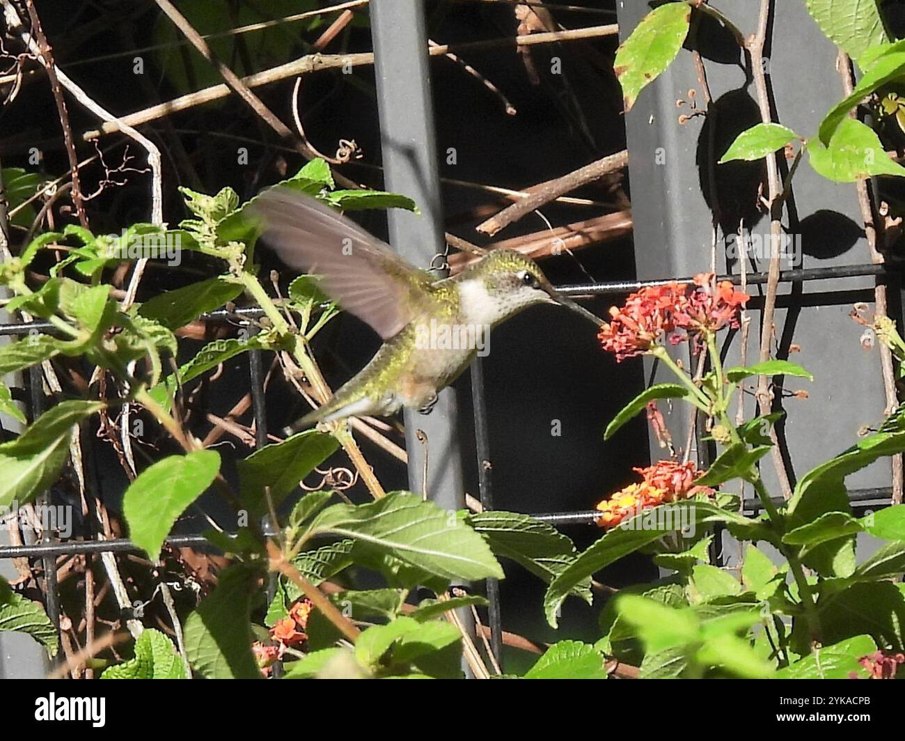 Ruby-throated Hummingbird (Archilochus colubris Stock Photo - Alamy