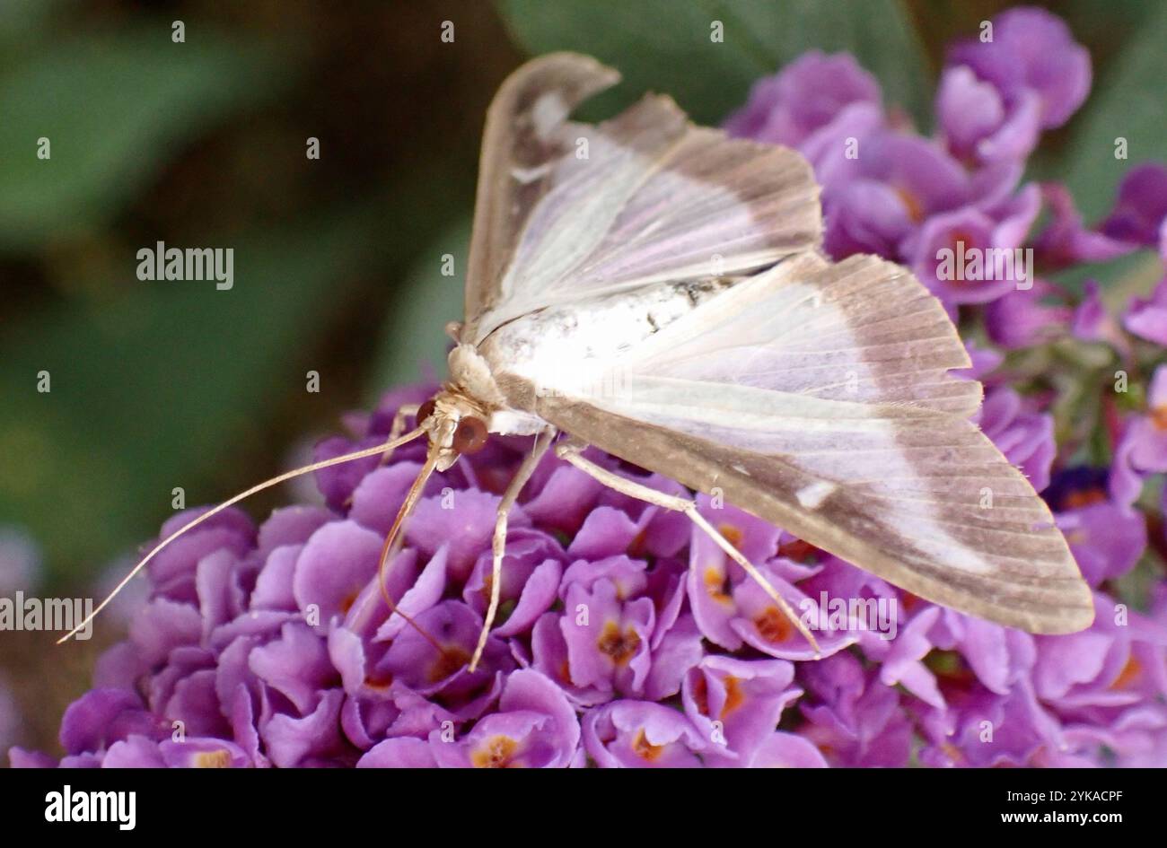 Box Tree Moth (Cydalima perspectalis Stock Photo - Alamy