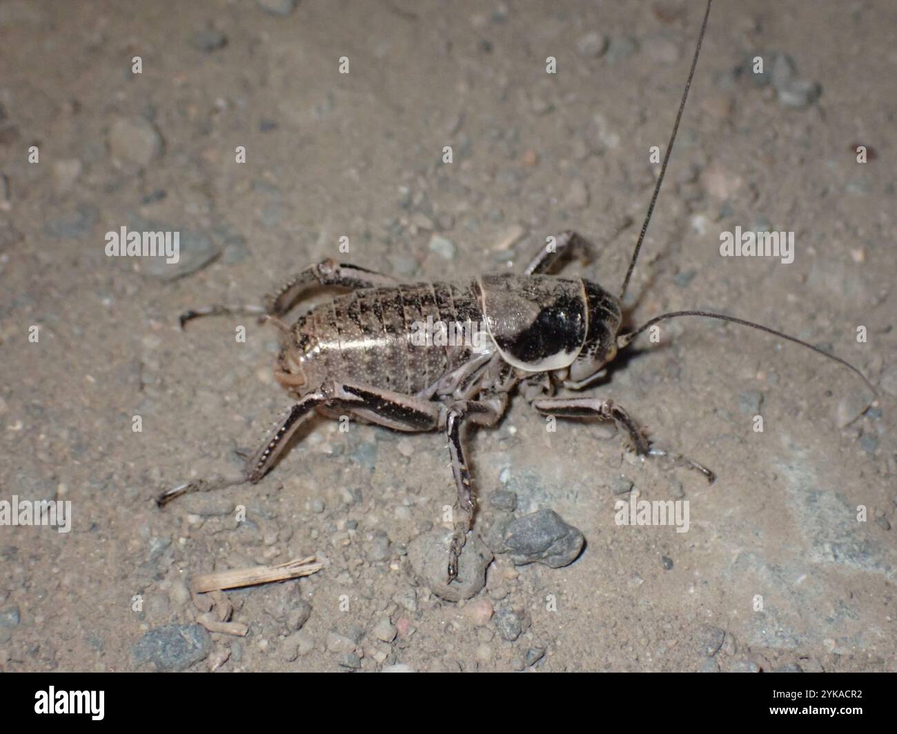 Great Grig (Cyphoderris monstrosa Stock Photo - Alamy