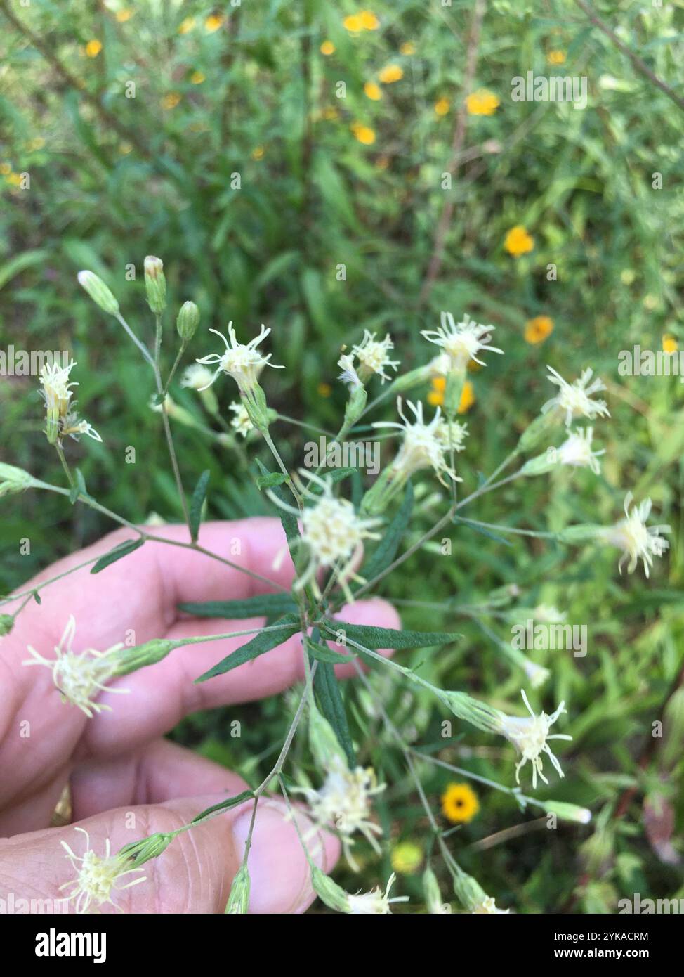 False Boneset (Brickellia eupatorioides Stock Photo - Alamy