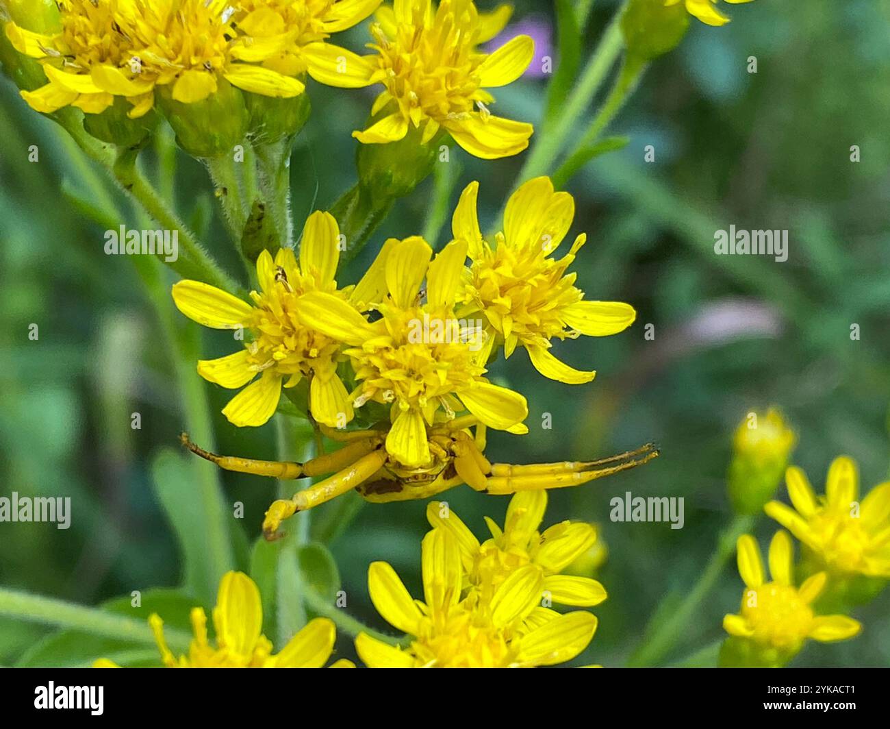 White-banded Crab Spider (Misumenoides formosipes Stock Photo - Alamy