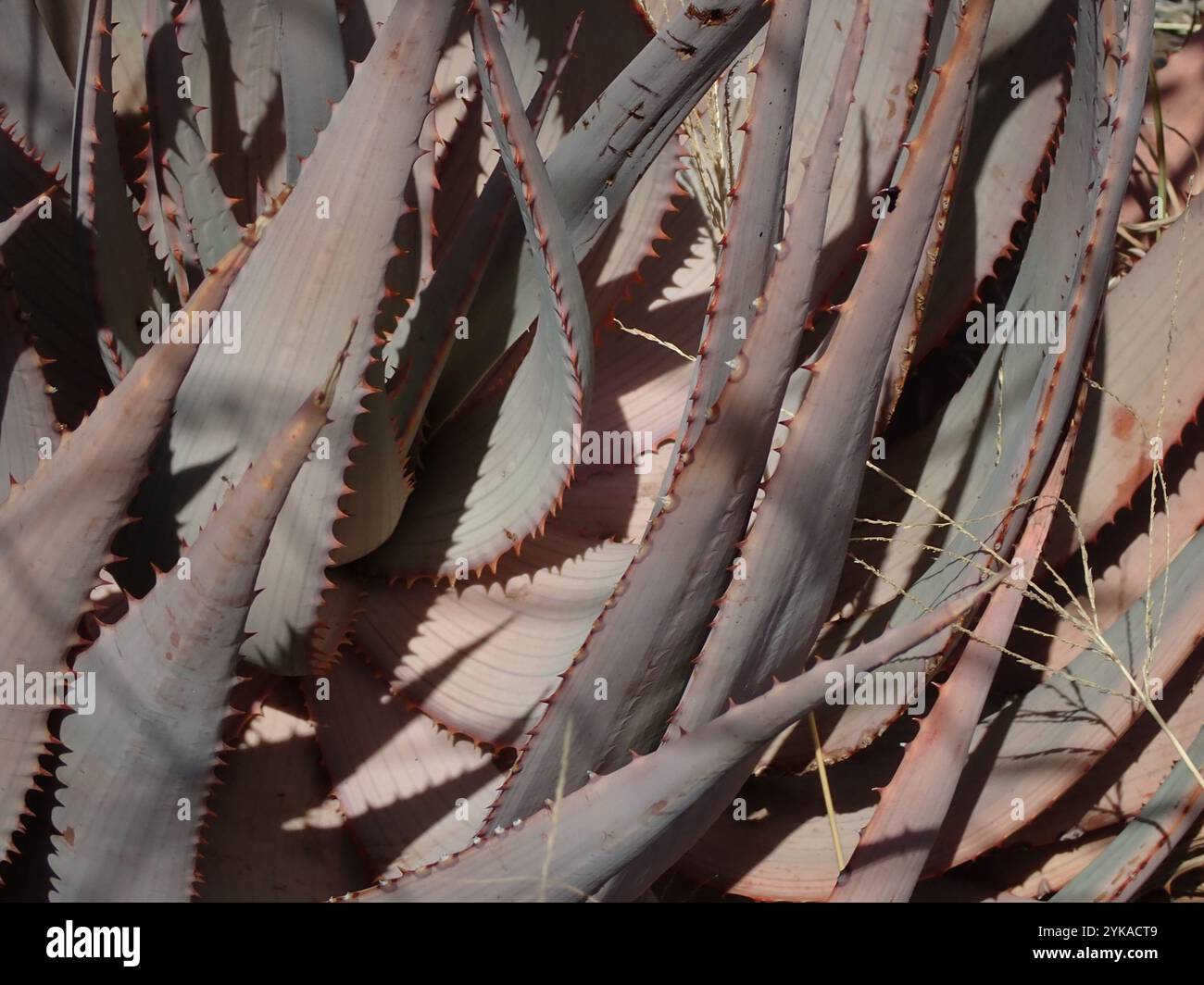 Sand Aloe (Aloe hereroensis Stock Photo - Alamy