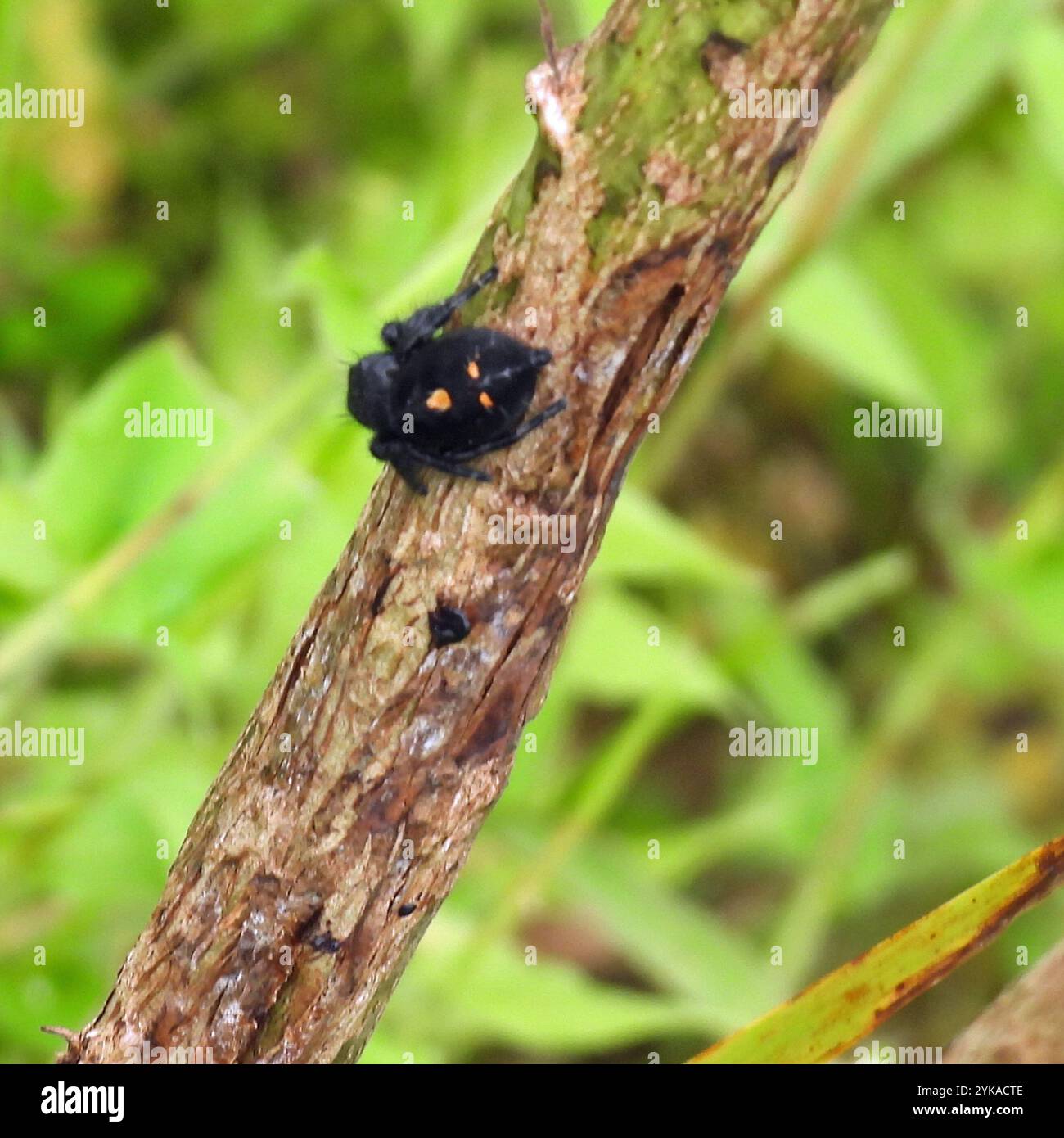 Bold Jumping Spider (Phidippus audax Stock Photo - Alamy