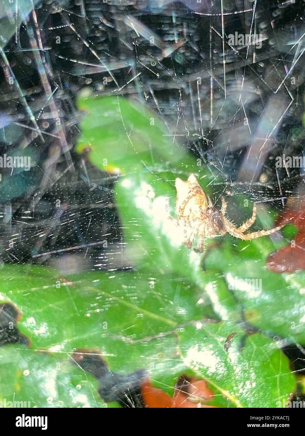 Tropical tent web hi-res stock photography and images - Alamy