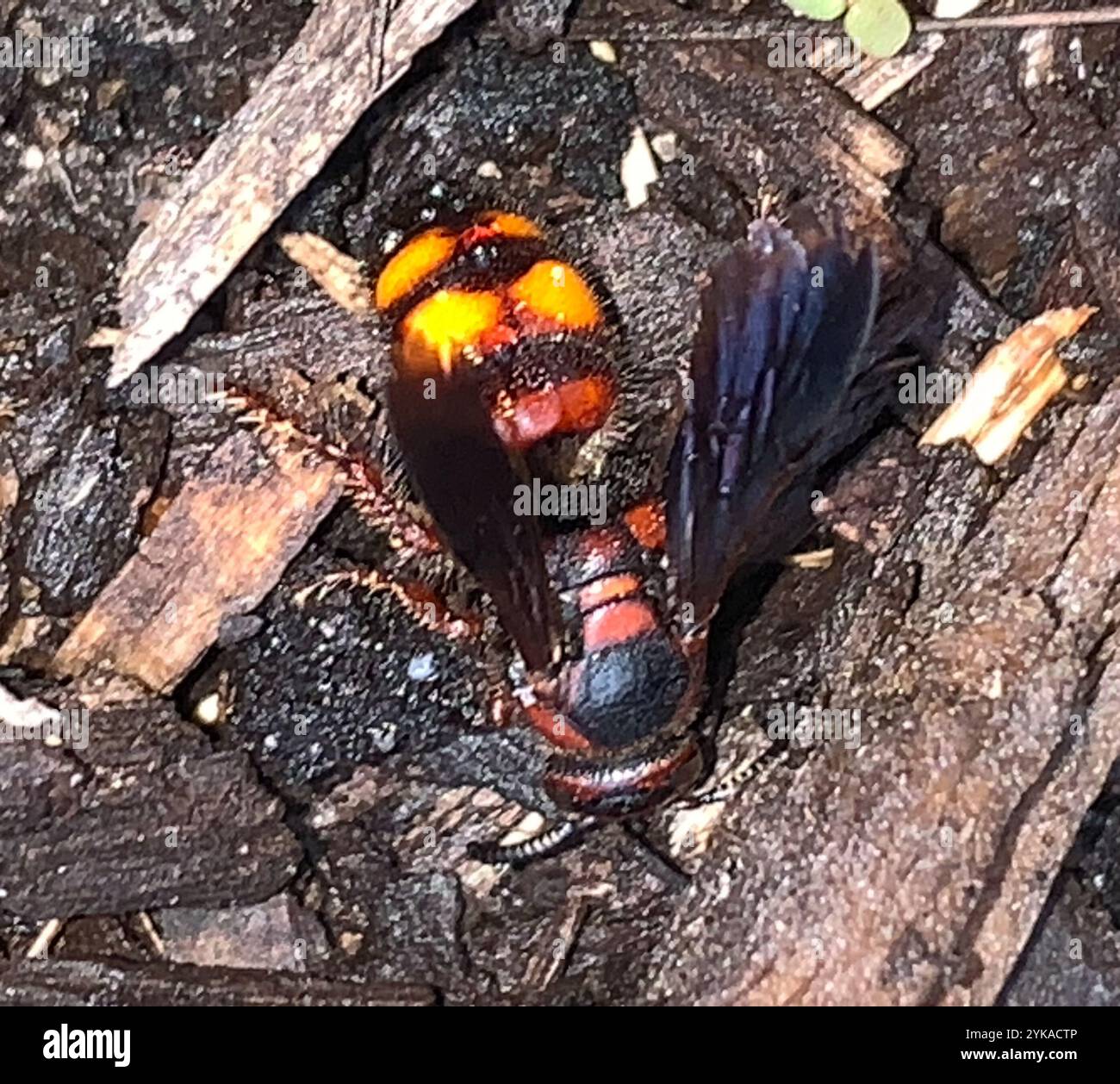 Noble Scoliid Wasp (Scolia nobilitata Stock Photo - Alamy