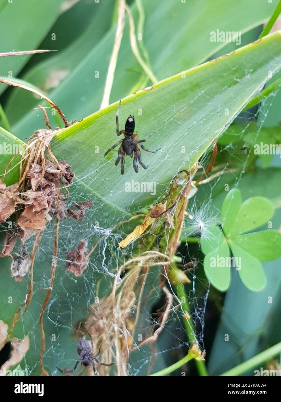 White-tailed Spiders (Lampona Stock Photo - Alamy