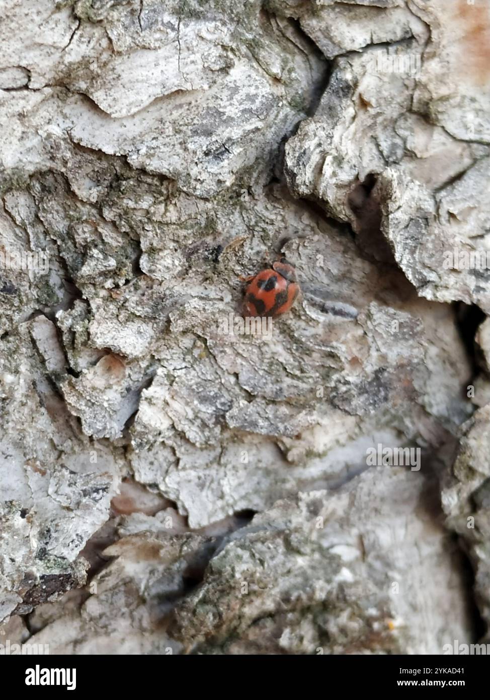 Vedalia Beetle (Novius cardinalis Stock Photo - Alamy