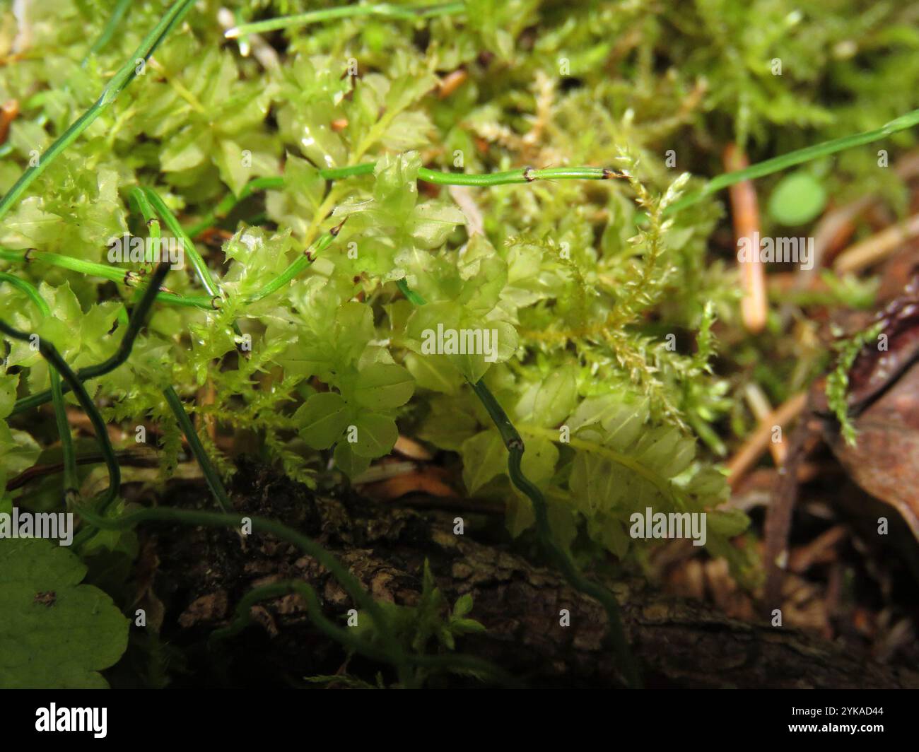 Thyme and Allied Mosses (Plagiomnium Stock Photo - Alamy