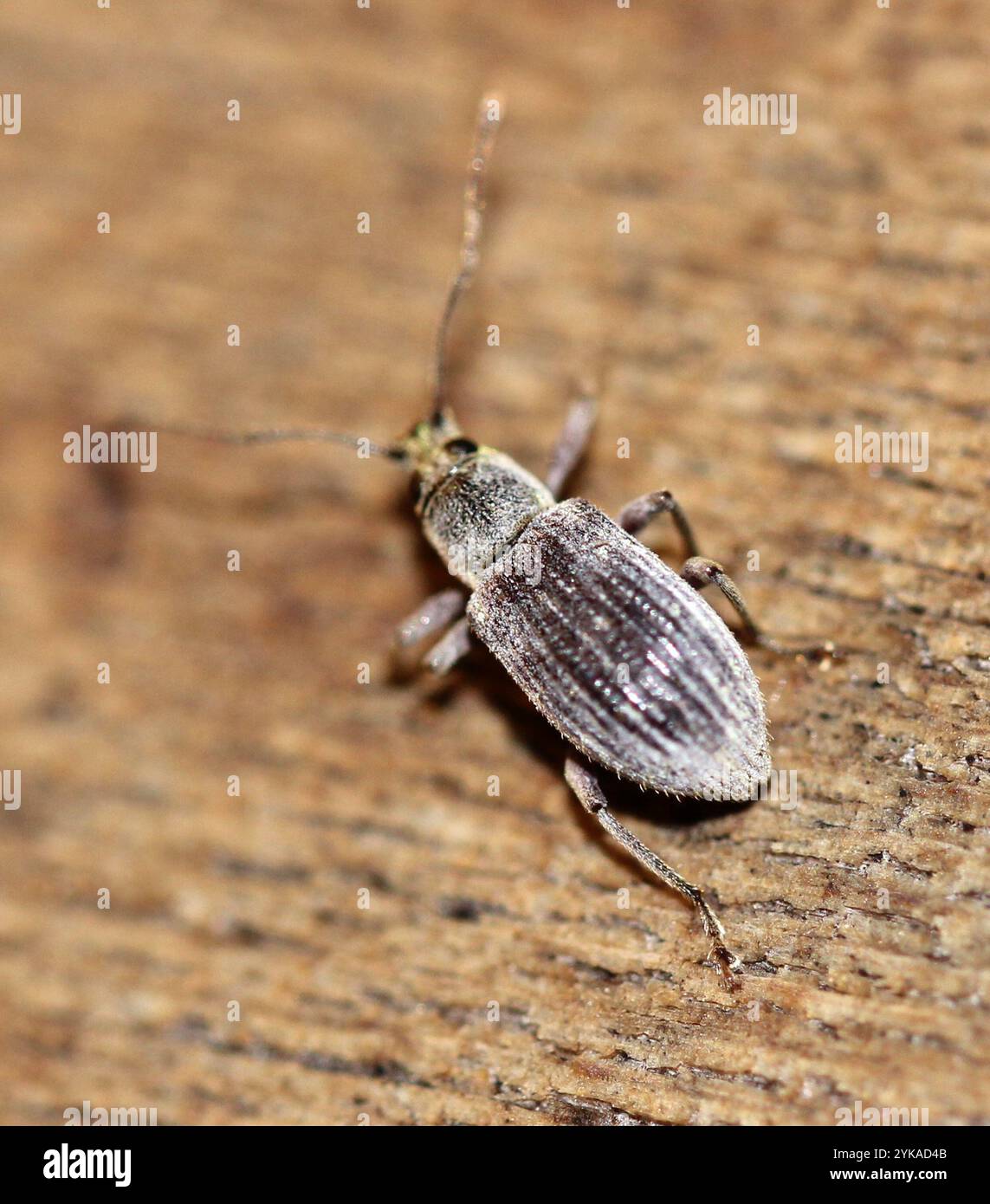 Asian oak weevil hi-res stock photography and images - Alamy