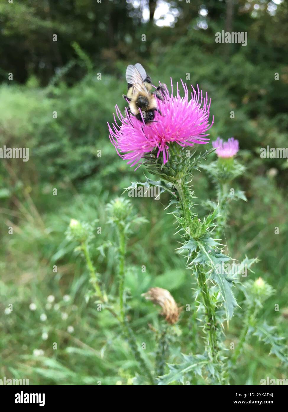Broad winged thistle hi-res stock photography and images - Alamy