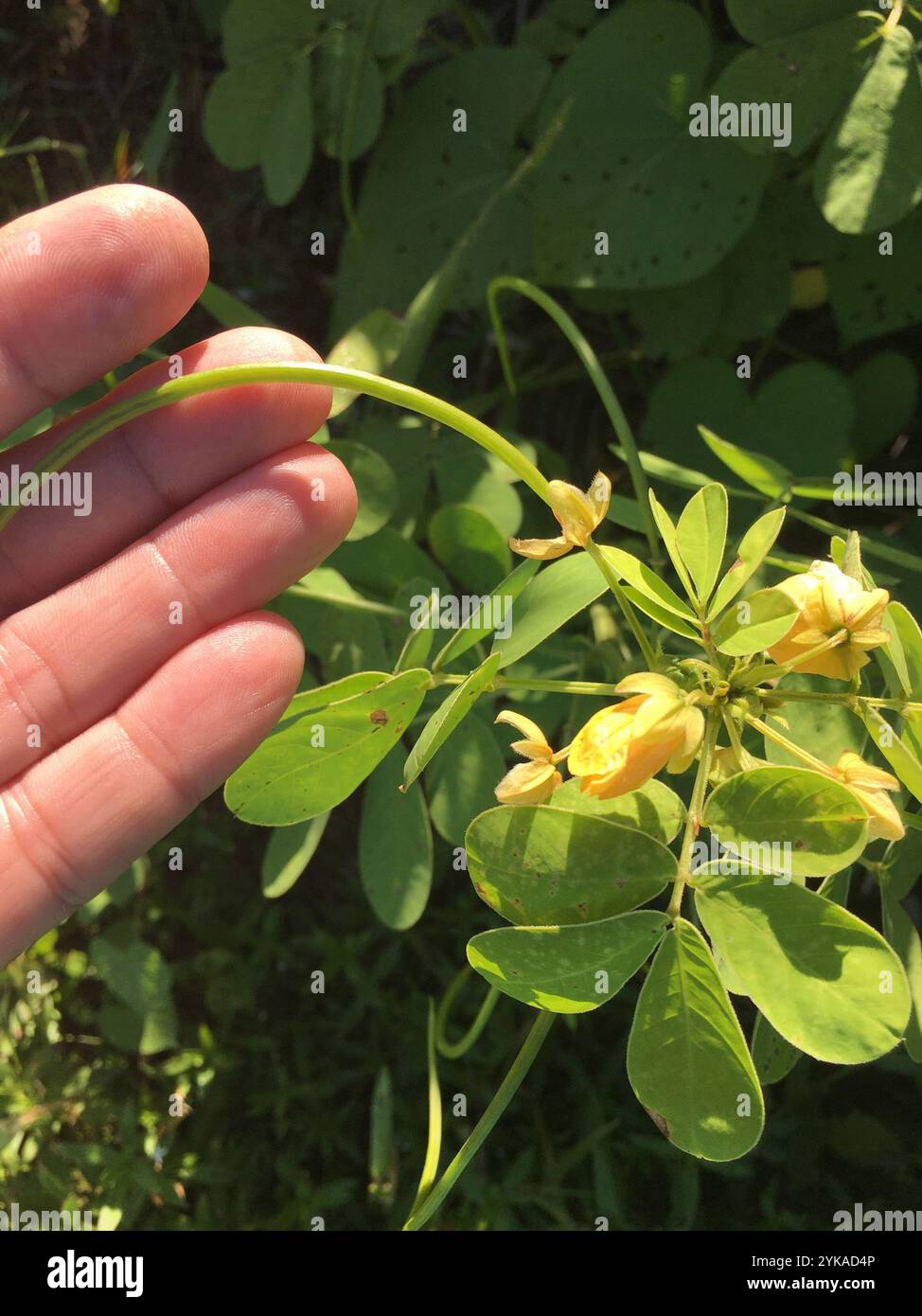 American Sicklepod (Senna obtusifolia Stock Photo - Alamy