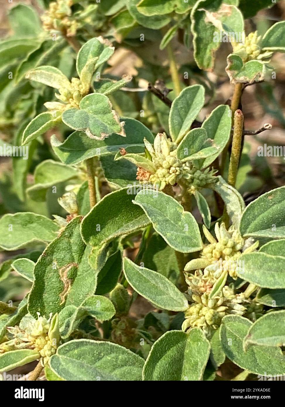 Prairie Tea (Croton monanthogynus Stock Photo - Alamy