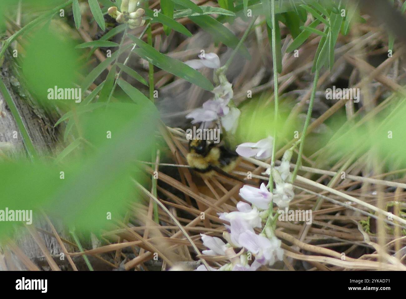 Bombus centralis hi-res stock photography and images - Alamy