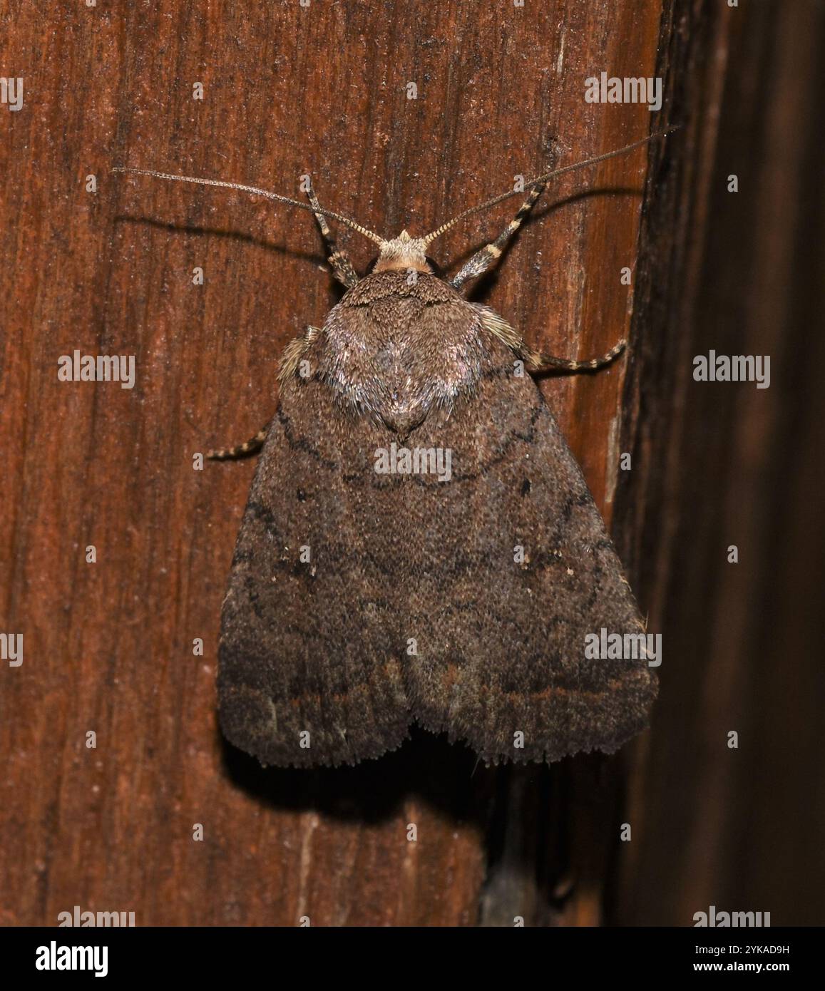 Slowpoke Moth (Athetis tarda Stock Photo - Alamy