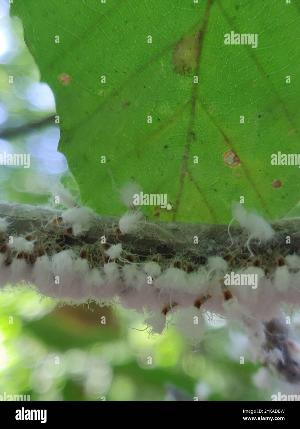 Beech Blight Aphid (Grylloprociphilus imbricator Stock Photo - Alamy