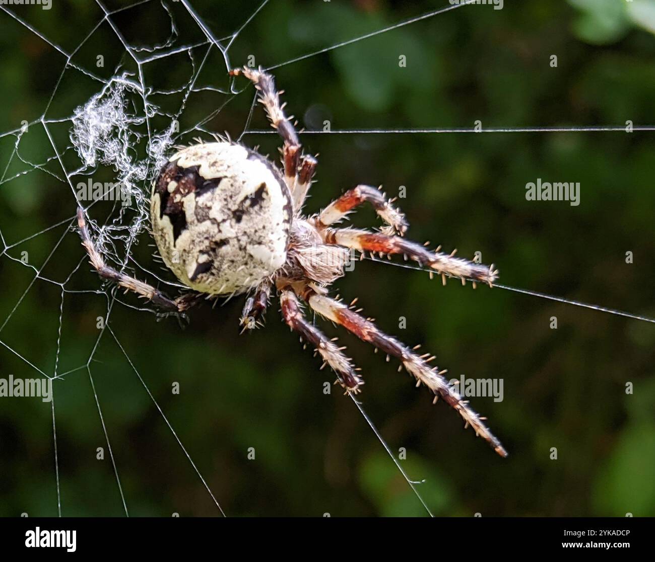Nordmann's Orbweaver (Araneus nordmanni Stock Photo - Alamy