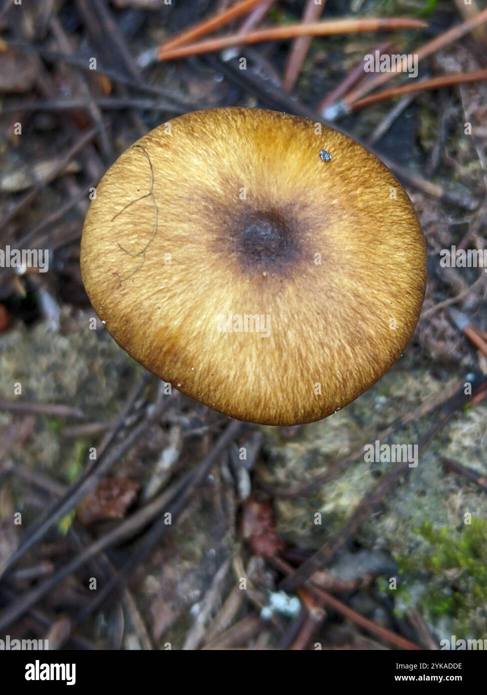 Cortinarius croceus hi-res stock photography and images - Alamy