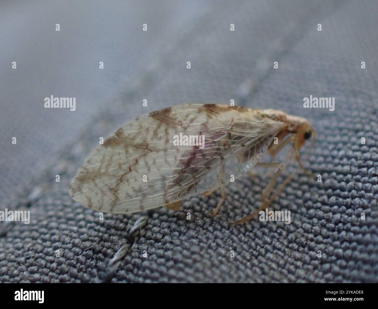 Micromus hi-res stock photography and images - Alamy