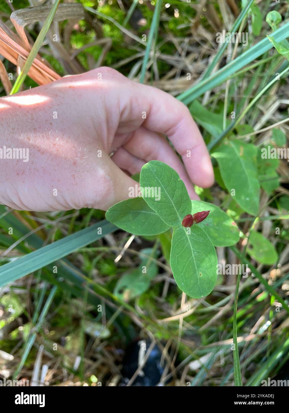 Virginia marsh St. John's-wort (Hypericum virginicum Stock Photo - Alamy