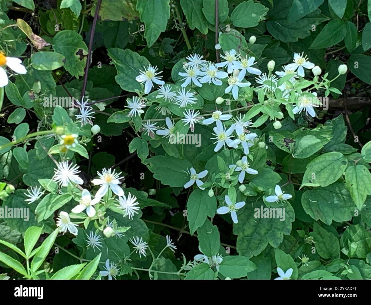 virgin's-bower (Clematis virginiana Stock Photo - Alamy