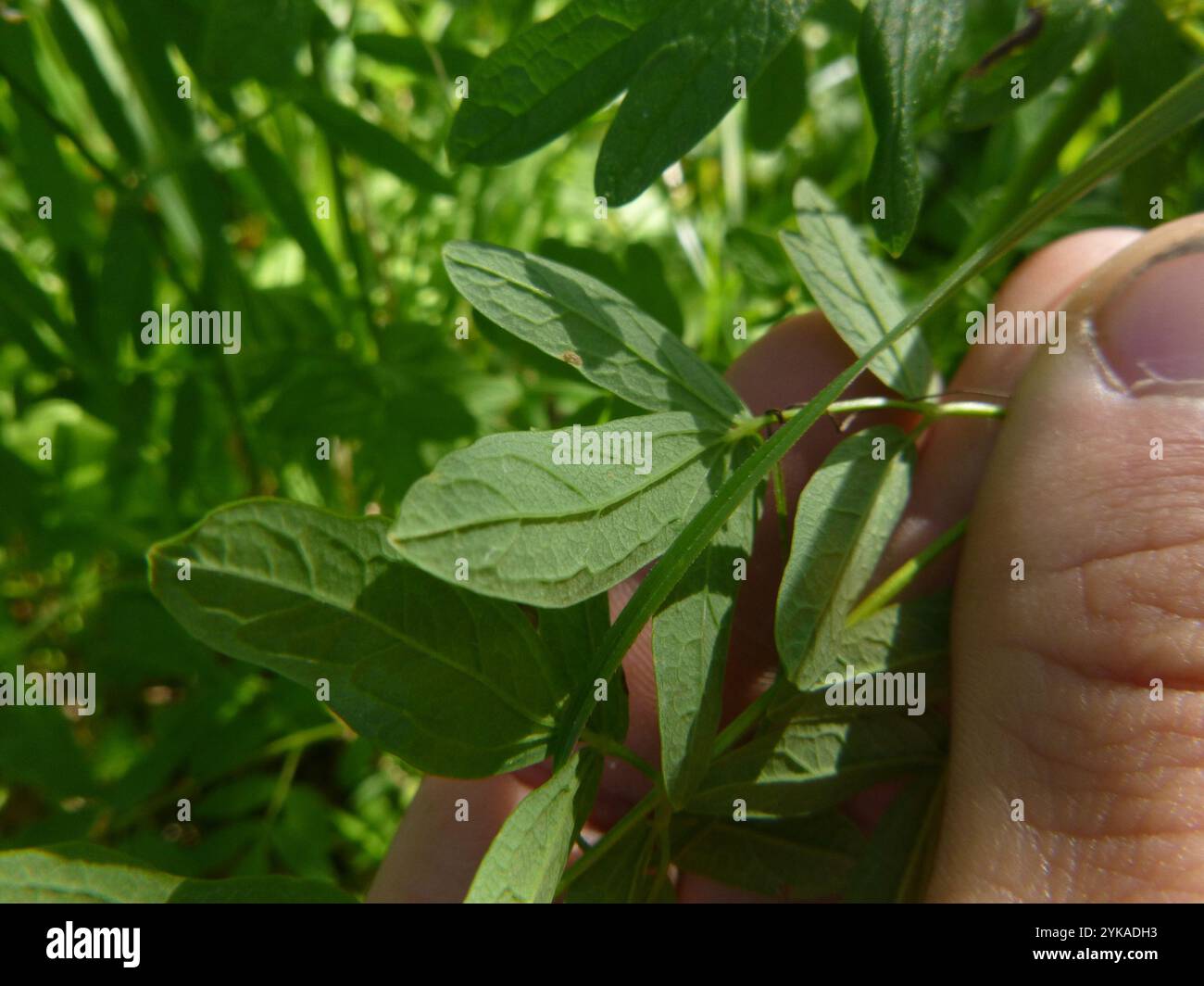 Common Meadow-rue (Thalictrum flavum Stock Photo - Alamy